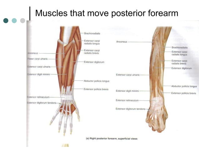 Anatomi 6 Muscular - appendicular.pdf