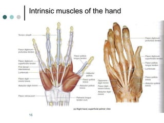 Anatomi 6 Muscular - appendicular.pdf