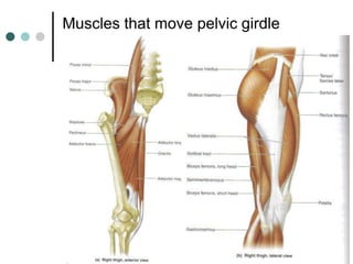Anatomi 6 Muscular - appendicular.pdf