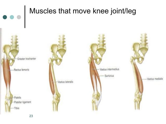 Anatomi 6 Muscular - appendicular.pdf