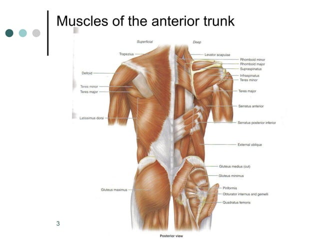 Anatomi 6 Muscular - appendicular.pdf