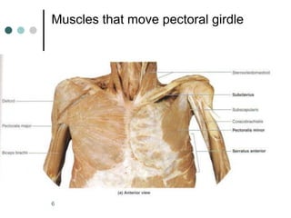 Anatomi 6 Muscular - appendicular.pdf