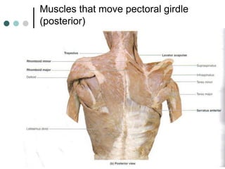 Anatomi 6 Muscular - appendicular.pdf