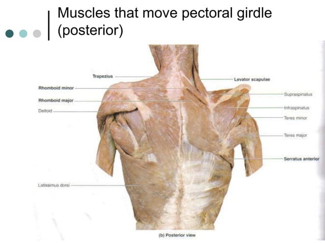 Anatomi 6 Muscular - appendicular.pdf