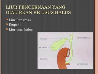 ANATOMI FISIOLOGI SISTEM PENCERNAAN.pptx