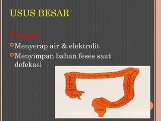 ANATOMI FISIOLOGI SISTEM PENCERNAAN.pptx