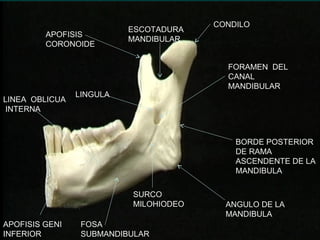Anatomia 1 | PPT