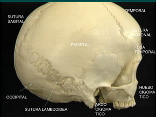 Anatomia 1 | PPT