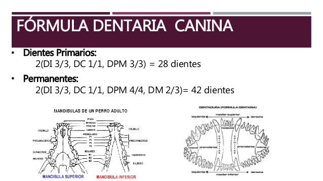 Anatomía veterinaria - Cavidad oral y revestimiento seroso del abdomen