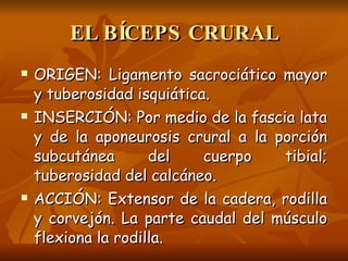 Anatomia del perro | PPT