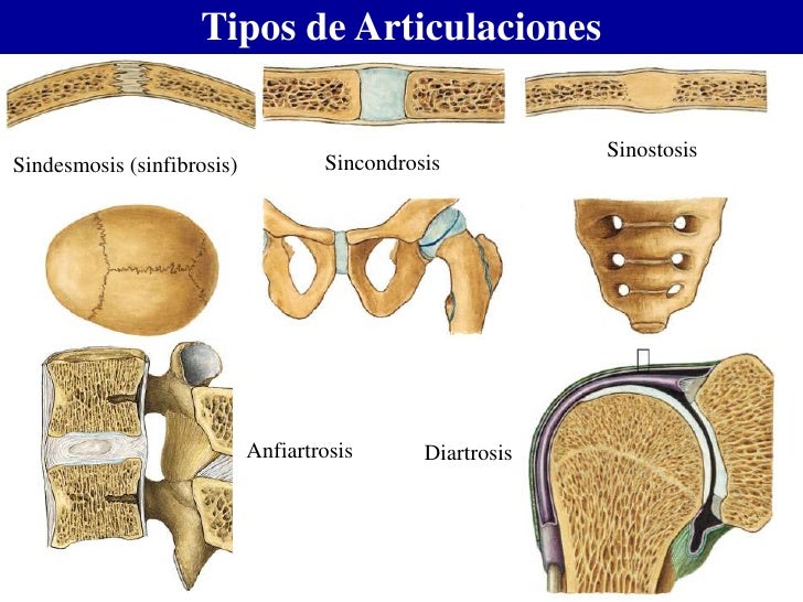 Anatomia MIR