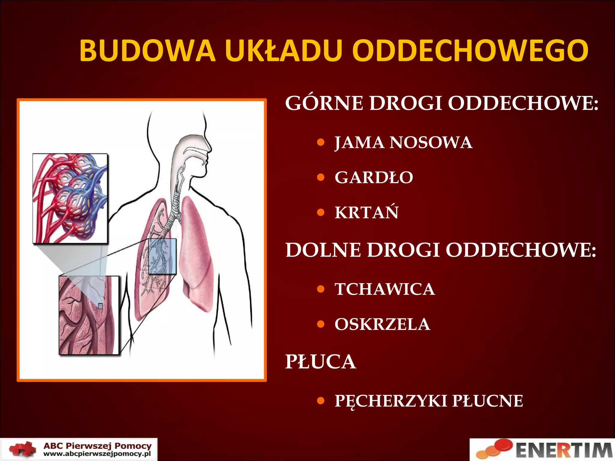 Anatomia | PPT