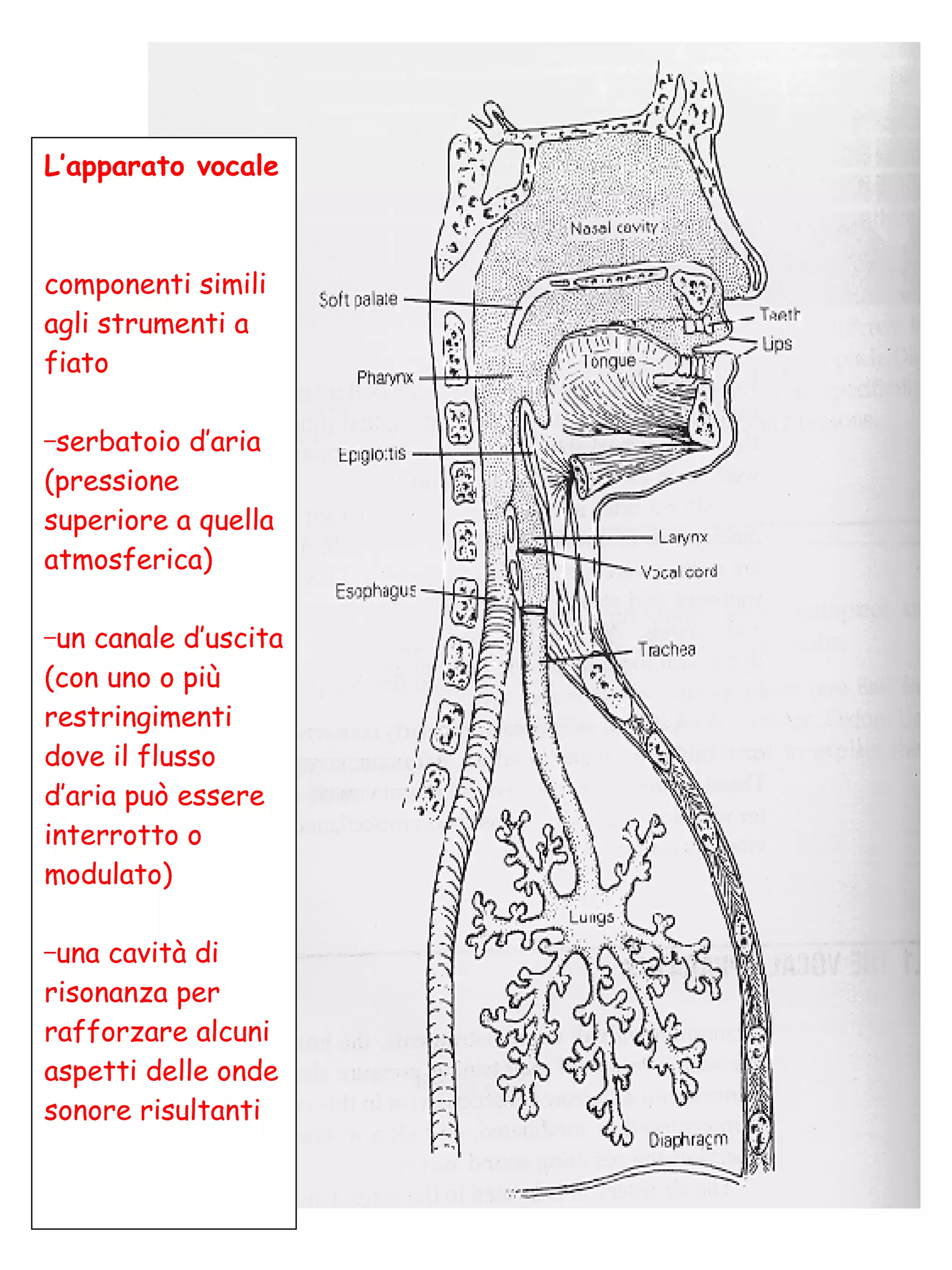 Anatomia | PPT
