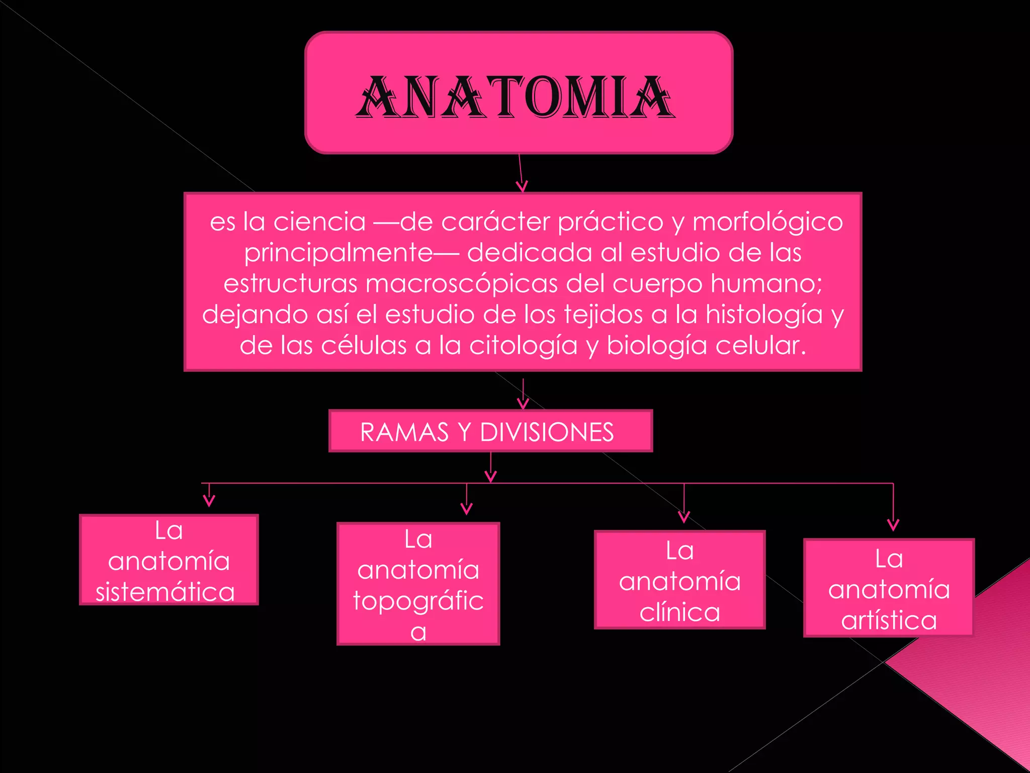Anatomia | PPT