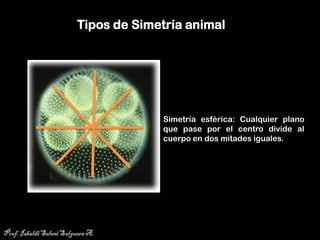 Anatomia | PDF