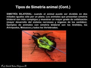 Anatomia | PDF