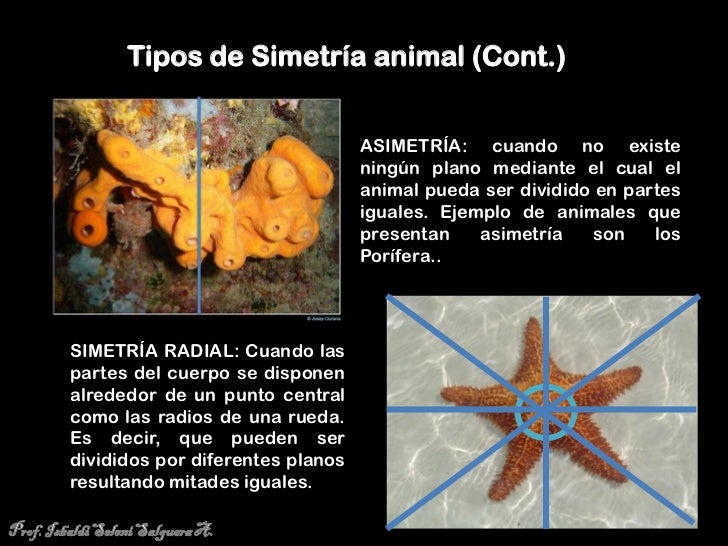 Anatomia