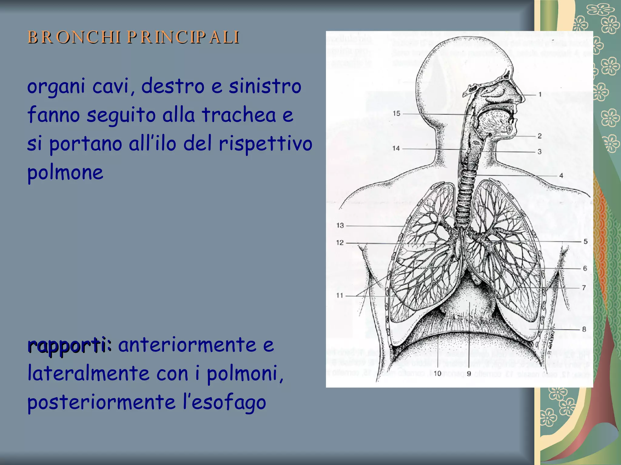 Anatomia | PPT
