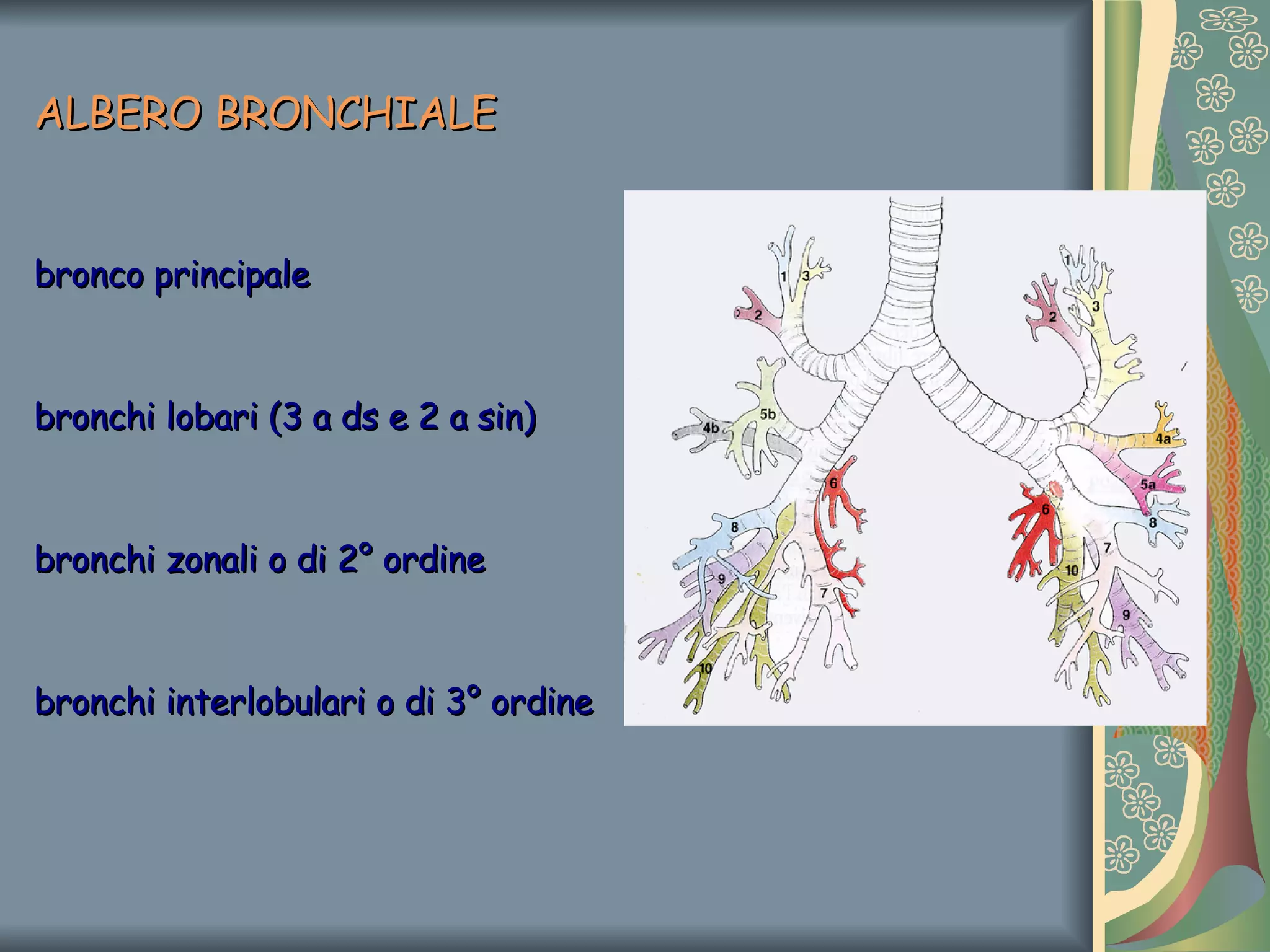Anatomia | PPT