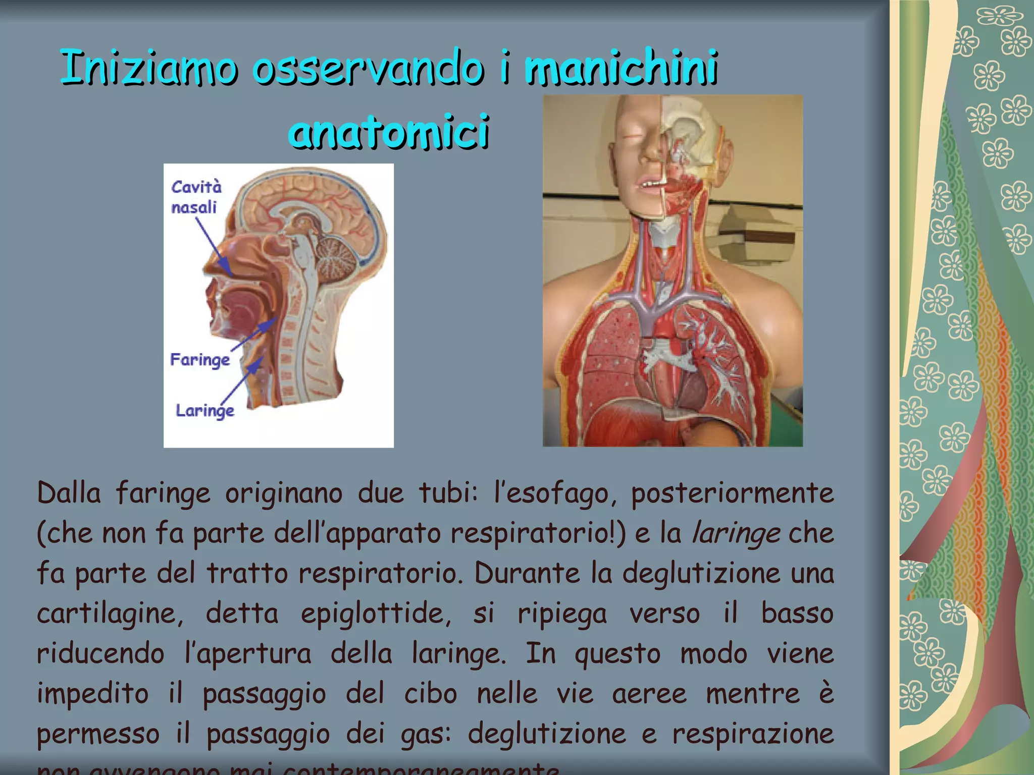 Anatomia | PPT