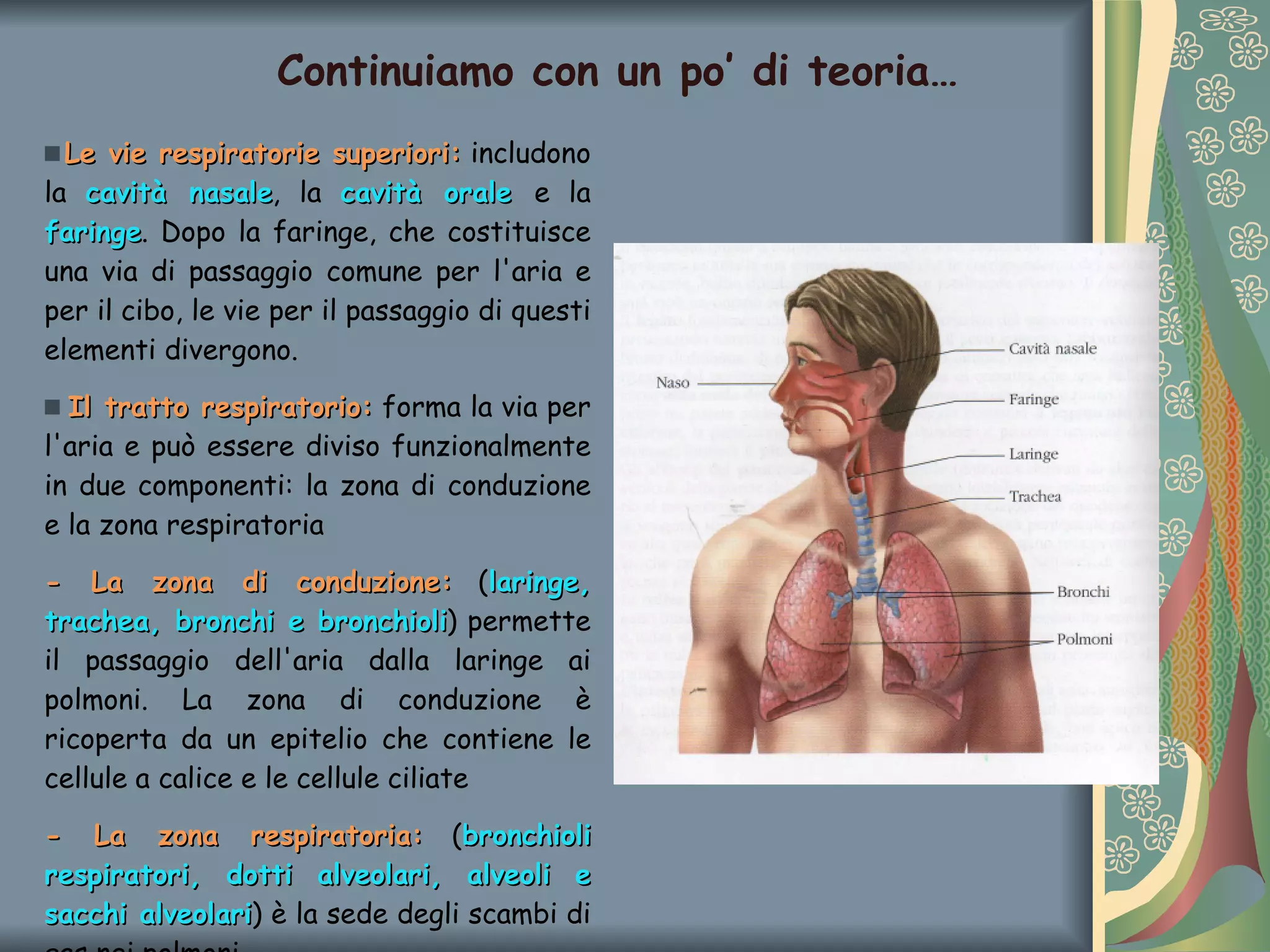 Anatomia | PPT