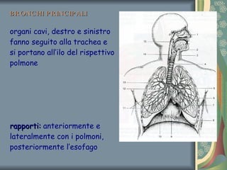 Anatomia | PPT