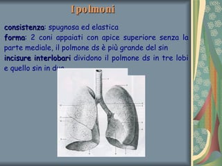 Anatomia | PPT