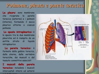 Anatomia | PPT