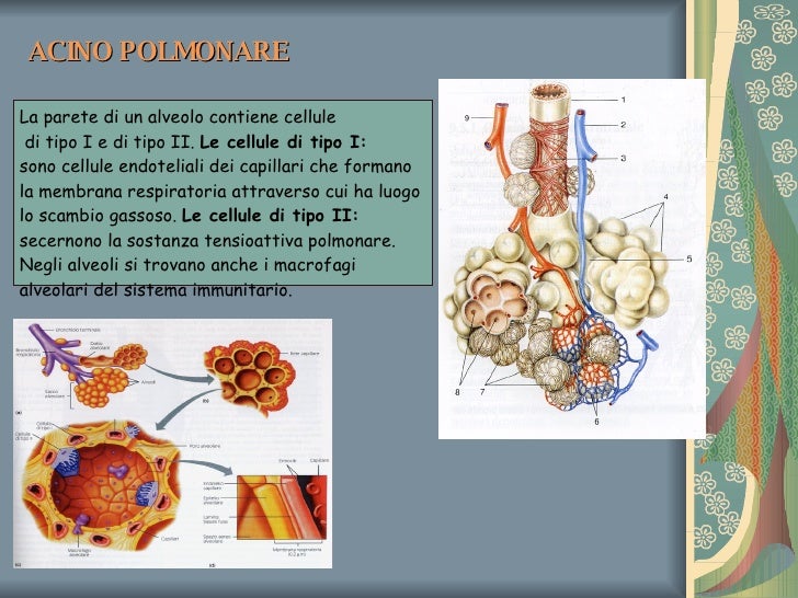 Anatomia