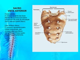 Anatomia .. | PPTX