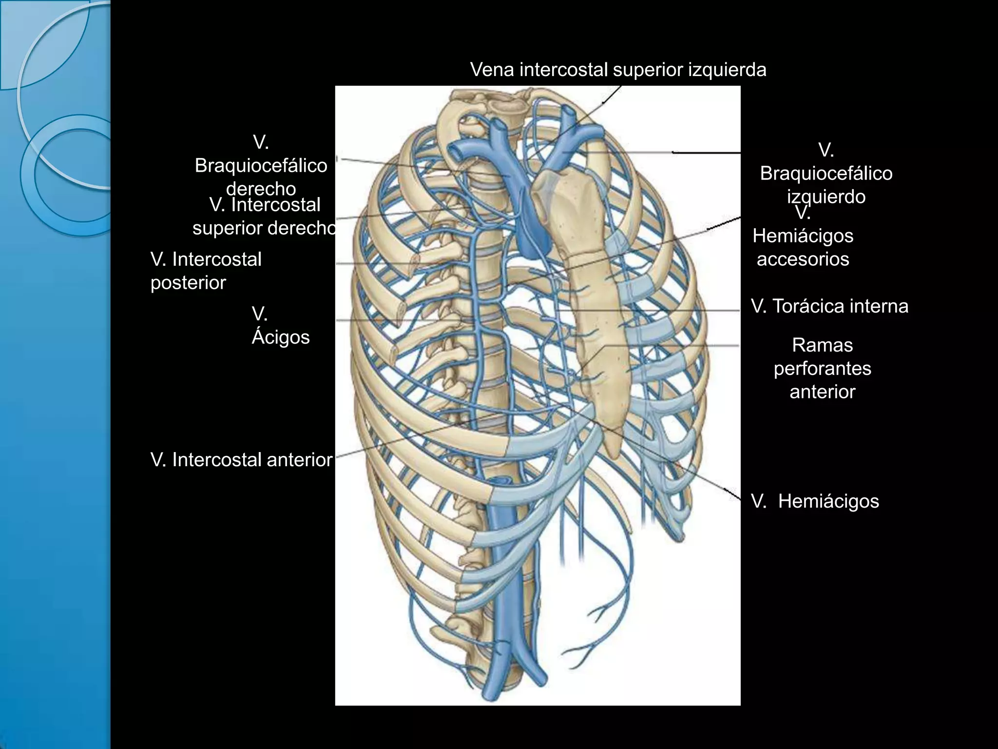 Anatomía De La Vena Torácica Presentación: Anatomia Del Torax