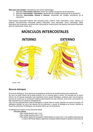 Anatomia | PDF