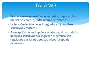 Anatomia Sistema Nervioso Central | PPTX