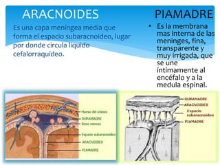 Anatomia Sistema Nervioso Central | PPTX