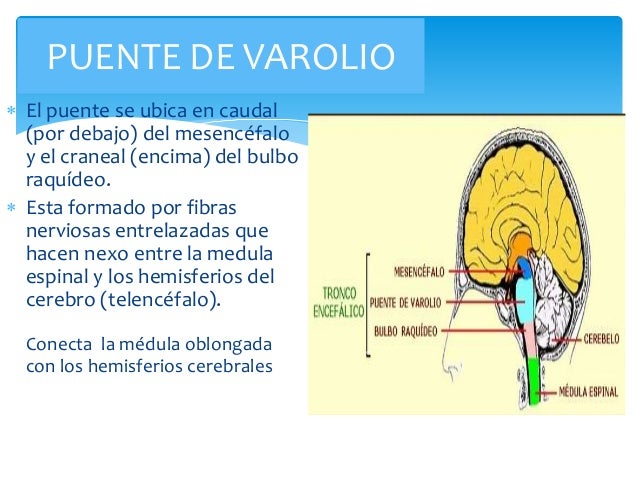 Puente De Varolio Anatomia – Anatomía topográfica – UMDGF