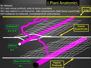 Anatomia | PPTX