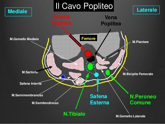 Anatomia