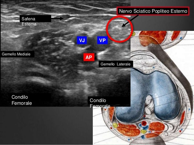 Anatomia
