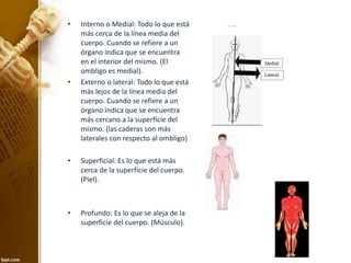 Anatomia | PPTX