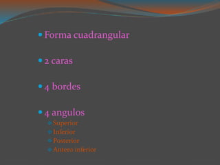 Anatomia. hueso malar | PPTX