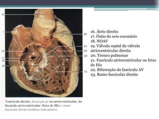 Anatomia Cardiovascular | PPT