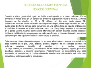Anatomia | PPTX