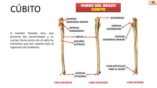 Anatomia | PPTX