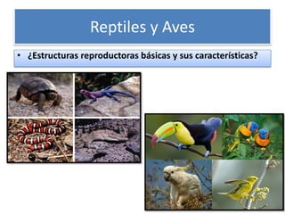 Anatomia aves y reptiles por Michael Quitiaquez | PPTX