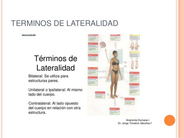 Anatomia