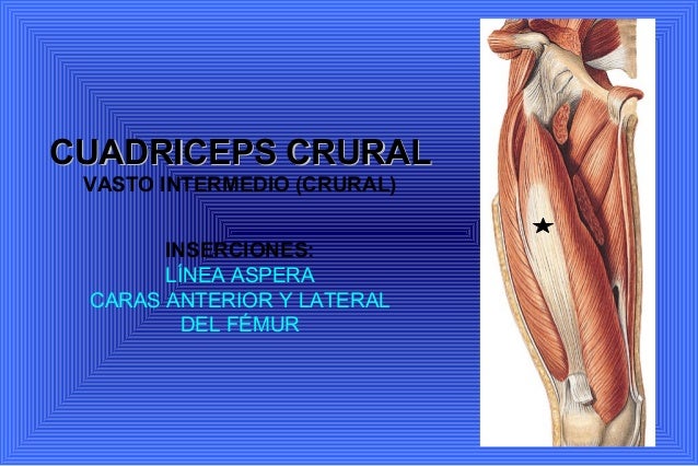 Anatomia. miembro inferior miología y angiología