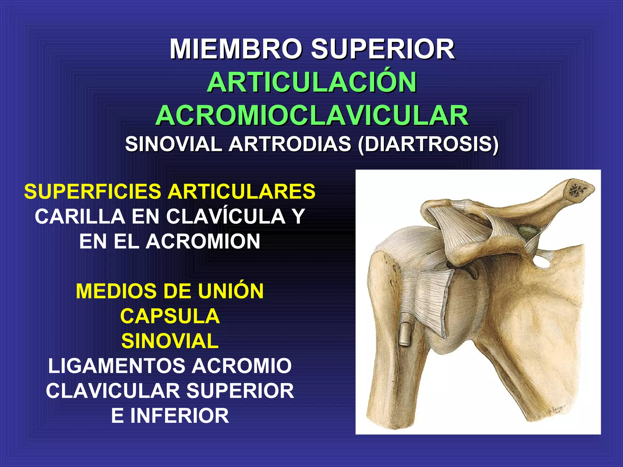 Anatomia. miembro superior osteo articular | PPT