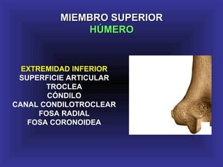 Anatomia. miembro superior osteo articular | PPT