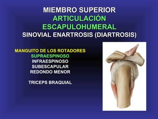 Anatomia. miembro superior osteo articular | PPT