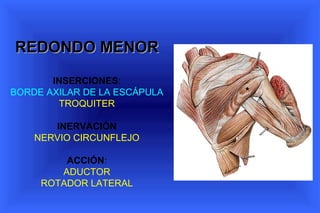 Anatomia. miembro superior miología y angiología | PPT